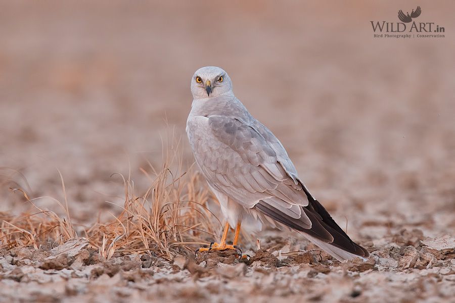 Pallid Harrier | Harriers | Birds of Prey (Accipitridae) | Gallery ...