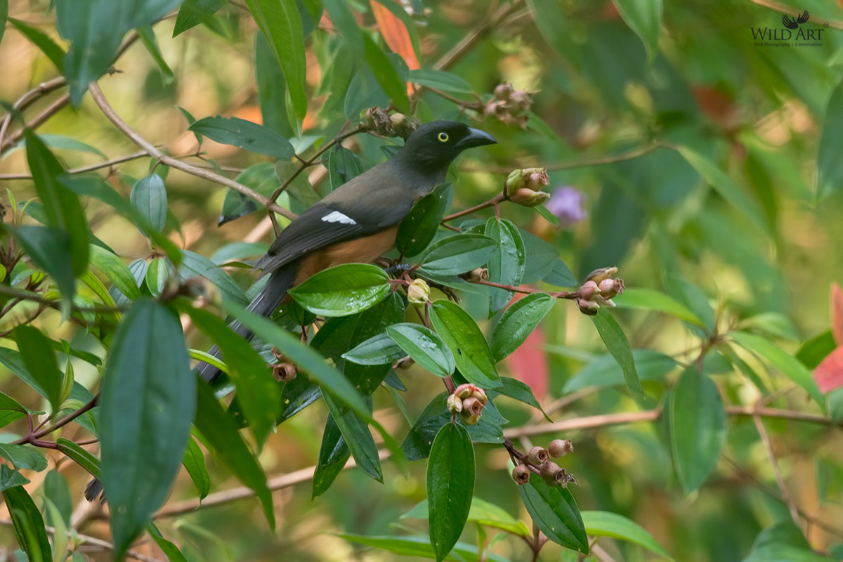 Treepies | Crows, Jays (Corvidae) | Gallery | WildArt | Birds of Indian ...