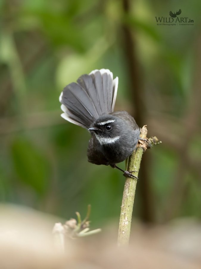 Fantails (Rhipiduridae) | Gallery | WildArt | Birds of Indian SubContinent