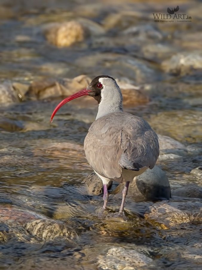 Ibisbill (Ibidorhynchidae) | Gallery | WildArt | Birds of Indian ...