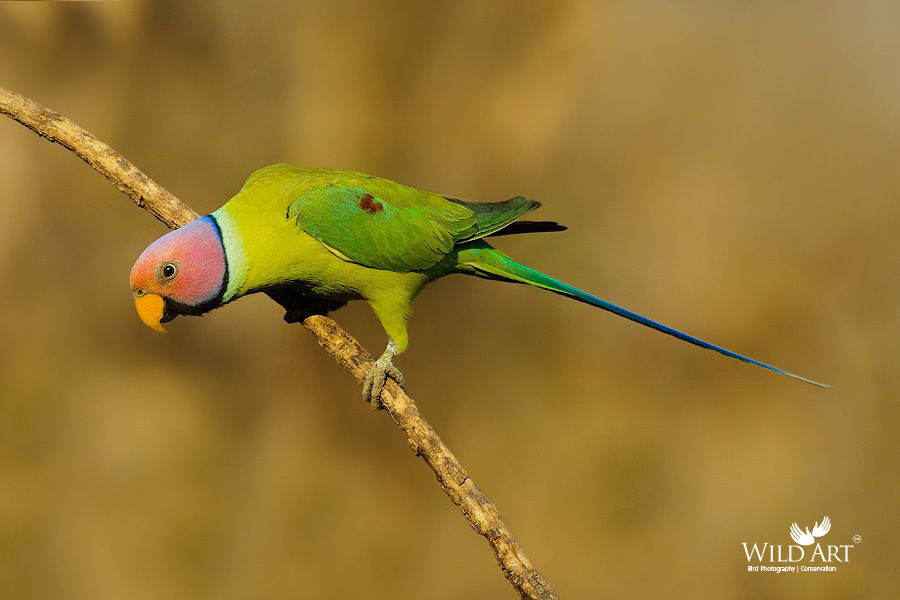 Plum-headed Parakeet | Old World Parrots (Psittaculidae) | Gallery ...