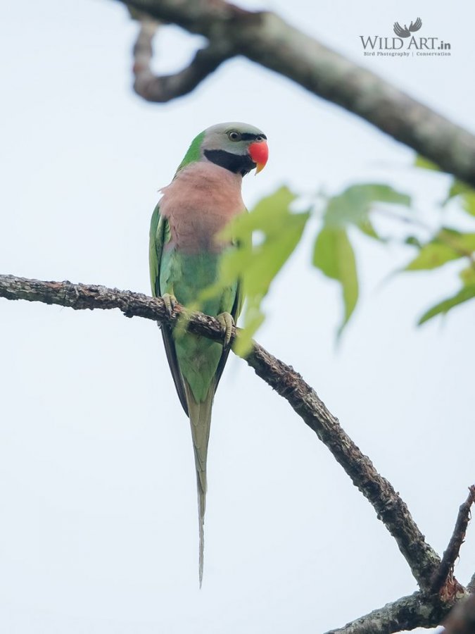 Red-breasted Parakeet | Old World Parrots (Psittaculidae) | Gallery ...