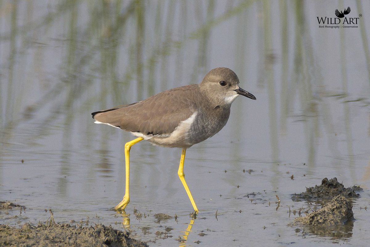 Lapwings | Plovers & Lapwings (Charadriidae) | Gallery | WildArt ...