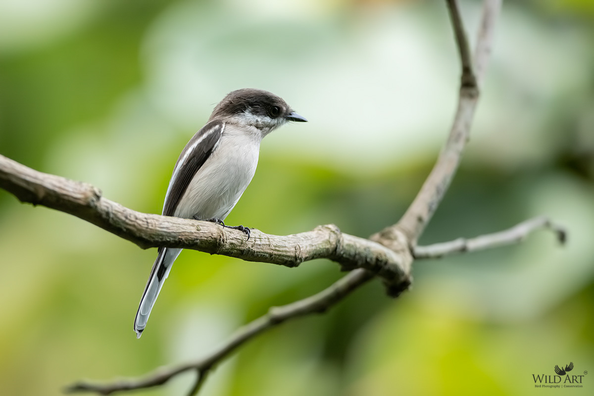 Flycatcher-shrikes | Woodshrikes, Flycatcher-shrikes (Vangidae ...